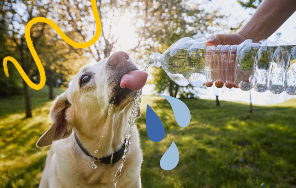 Why Is My Dog Drinking So Much Water? - Cute Dog Lovers