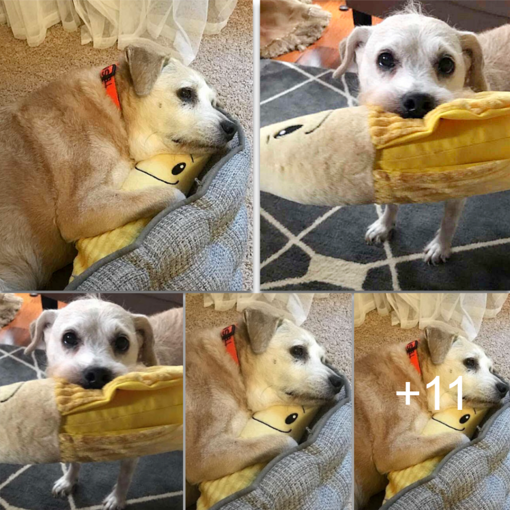 Heartwarming Tale: 20-Year-Old Dog’s Enduring Affection for Stuffed ...